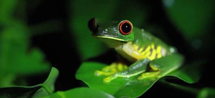 Las plantas en la selva tropical y su fauna | OVACEN