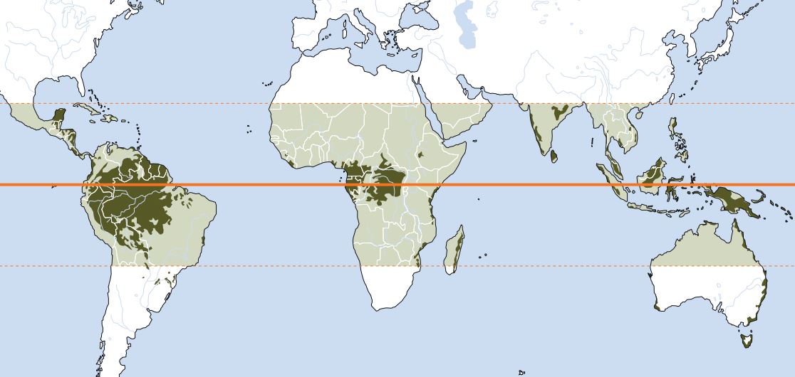Las plantas en la selva tropical y su fauna | OVACEN