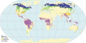 Bosque; Qué son, ubicación geográfica y tipos de bosques | OVACEN