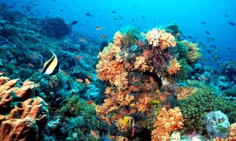 Tipos De Océanos Características Y Sus Formas De Vida Ovacen