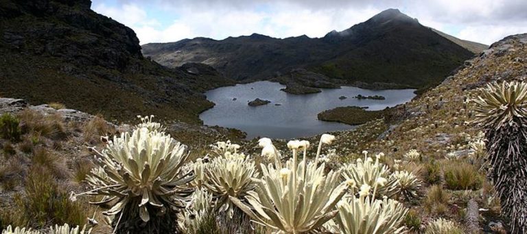 Pradera; Clima, flora, fauna y características | OVACEN