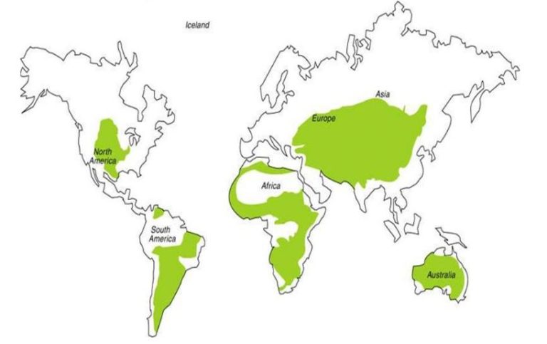 Pradera; Clima, flora, fauna y características | OVACEN