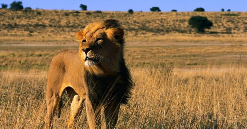 Ecosistemas terrestres; tipos, flora, fauna y características | OVACEN