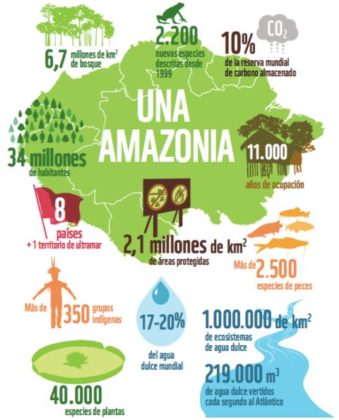 Selva; Tipos, fauna, flora y sus características | OVACEN