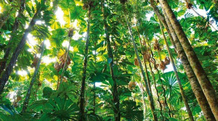 Las plantas en la selva tropical y su fauna | OVACEN