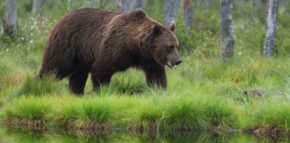 Taiga; Clima, fauna, flora y sus características | OVACEN