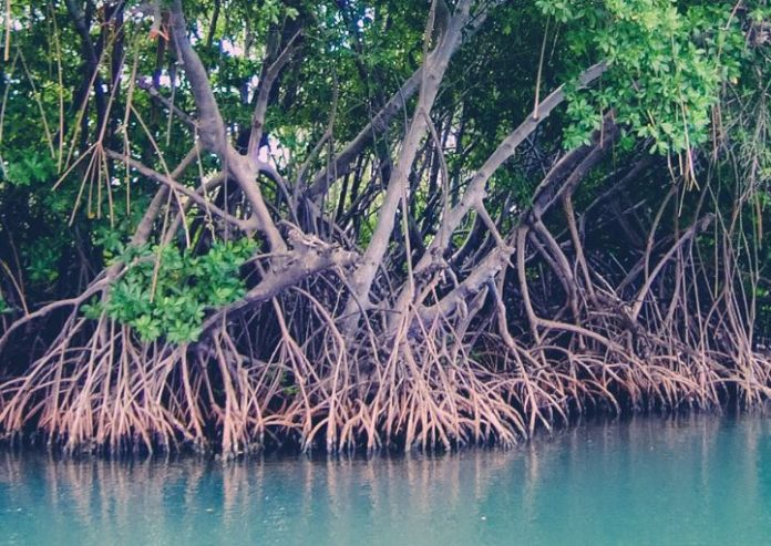 Manglar; Qué es, fauna y tipos de manglares | OVACEN
