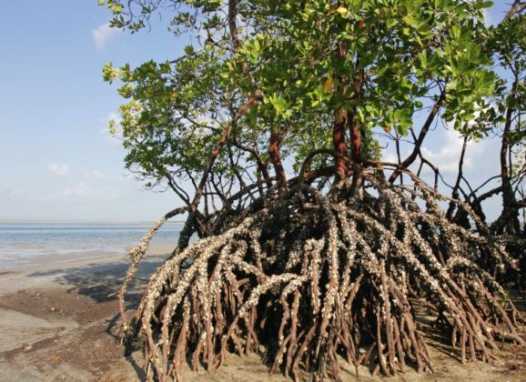 Manglar; Qué es, fauna y tipos de manglares | OVACEN