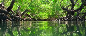 Manglar; Qué es, fauna y tipos de manglares | OVACEN