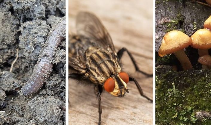 Factores bióticos; Tipos, relaciones, ejemplos y concepto biótico | OVACEN