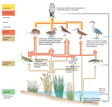 Niveles tróficos: Productores, consumidores y descomponedores | OVACEN