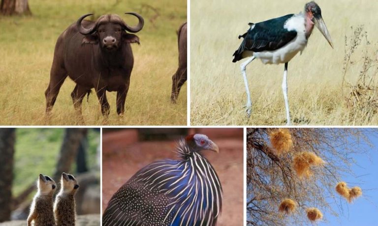 Sabana; Tipos, clima, flora, fauna y características | OVACEN