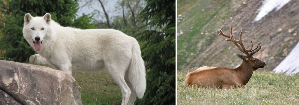 Tundra; Clima, fauna, flora y sus características | OVACEN
