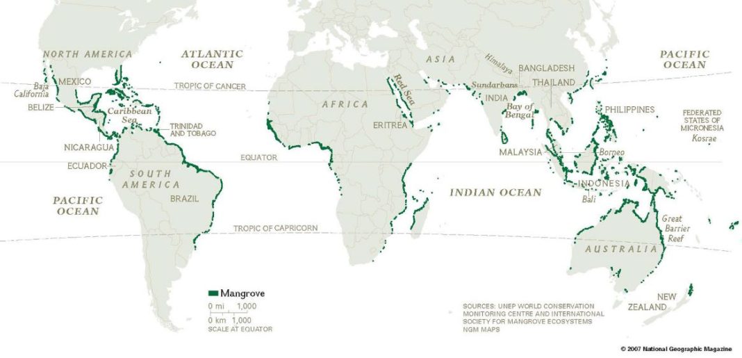Manglar; Qué es, fauna y tipos de manglares | OVACEN
