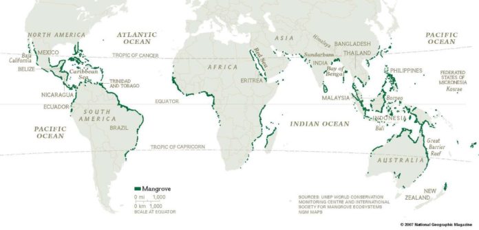Manglar; Qué es, fauna y tipos de manglares | OVACEN