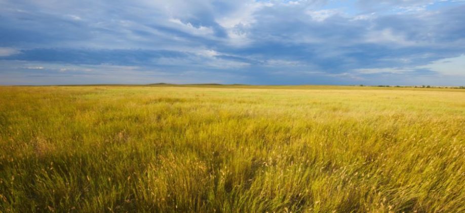 Sabana; Tipos, clima, flora, fauna y características | OVACEN