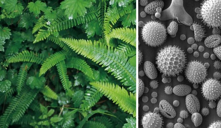 Autótrofos; Qué organismos son, nutrición, clasificación, ejemplos