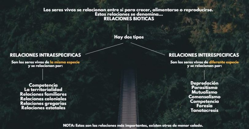 Relaciones intraespecíficas; qué es, tipos y ejemplos | OVACEN