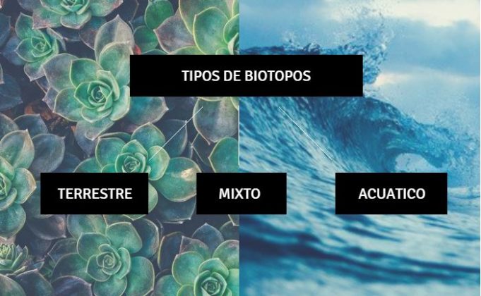 Biotopo; Qués es, tipos, componentes y ejemplos | OVACEN