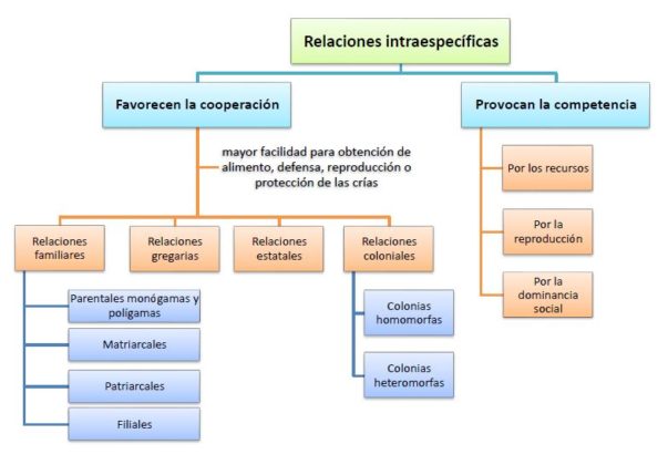 Relaciones intraespecíficas; qué es, tipos y ejemplos | OVACEN