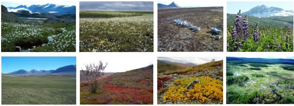 Tundra; Clima, fauna, flora y sus características | OVACEN