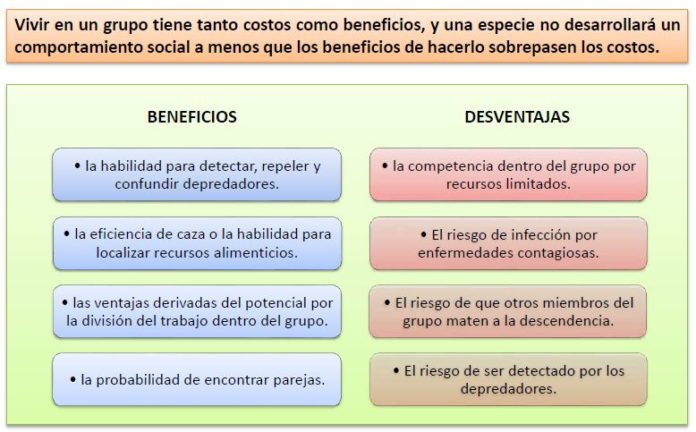 Relaciones intraespecíficas; qué es, tipos y ejemplos | OVACEN