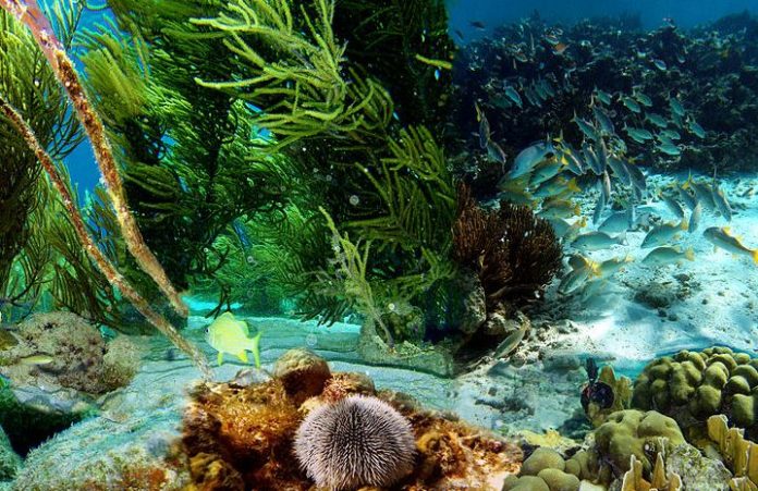 Bioma; Tipos, qué es, ubicación y sus características | OVACEN