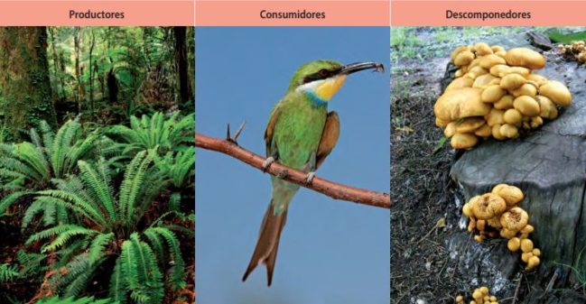 Niveles tróficos: Productores, consumidores y descomponedores | OVACEN