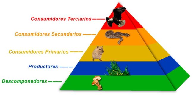 Cadena alimenticia y red trófica; terrestres y acuáticas | OVACEN
