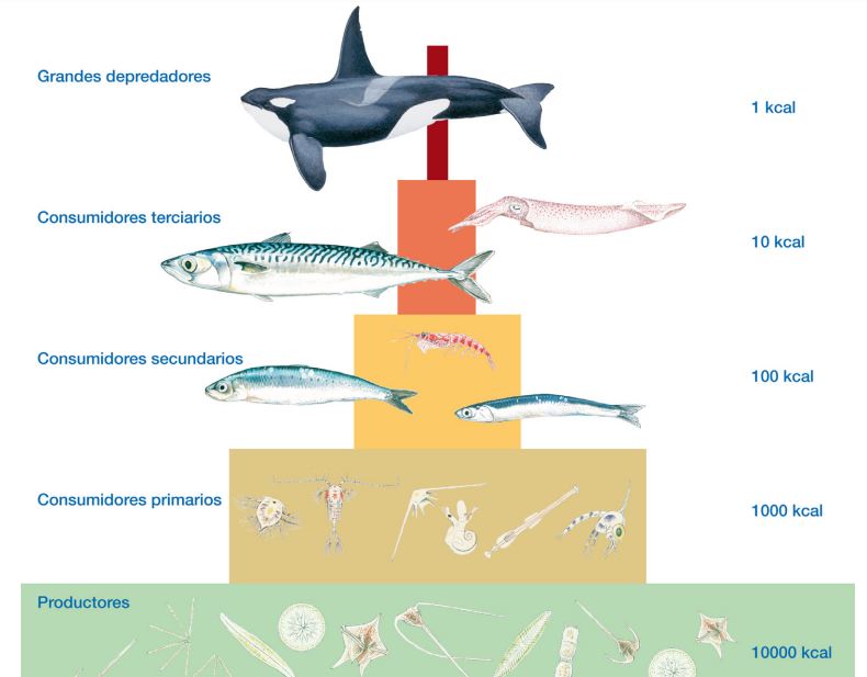 Niveles tróficos: Productores, consumidores y descomponedores | OVACEN