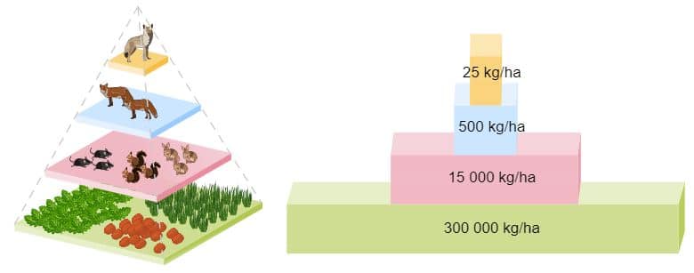 Pirámide trófica o ecológicas y tipos; de energía, de biomasa y números