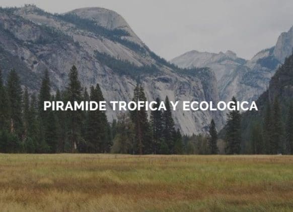 Pirámide trófica o ecológicas y tipos; de energía, de biomasa y números
