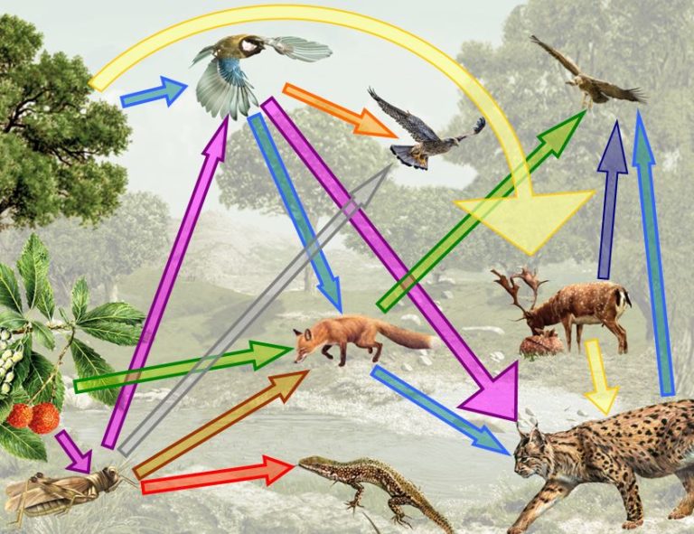 Cadena alimenticia y red trófica; terrestres y acuáticas | OVACEN
