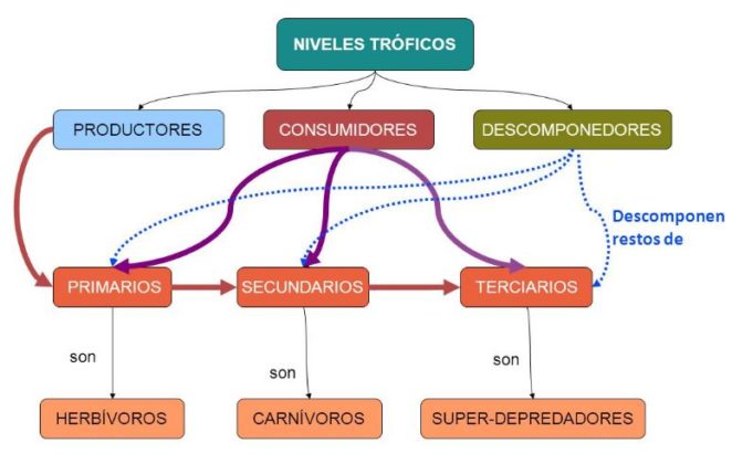 Niveles tróficos: Productores, consumidores y descomponedores | OVACEN