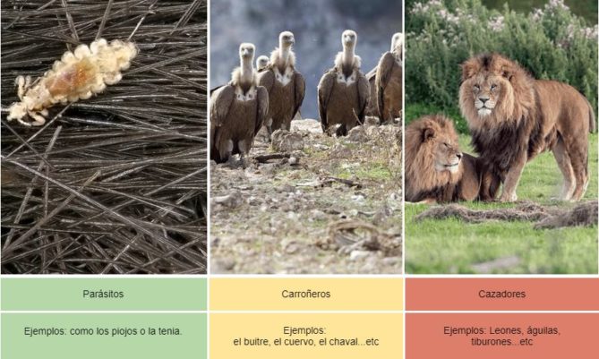 Organismos Heterótrofos | Nutrición Heterótrofa: Qué es, Tipos y Etapas ...