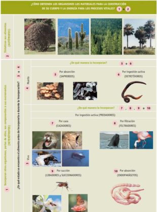 Heterótrofos; Qué organismos son, nutrición, clasificación, ejemplos