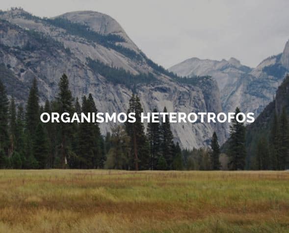 Heterótrofos; Qué organismos son, nutrición, clasificación, ejemplos