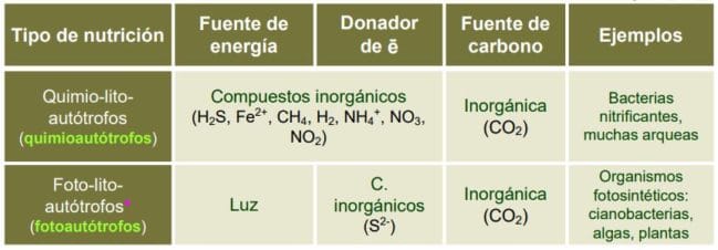 Autótrofos; Qué organismos son, nutrición, clasificación, ejemplos