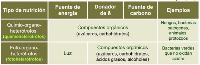 Heterótrofos; Qué organismos son, nutrición, clasificación, ejemplos