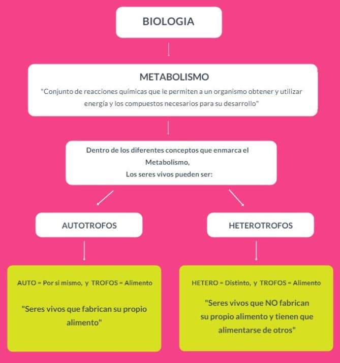 Heterótrofos; Qué organismos son, nutrición, clasificación, ejemplos