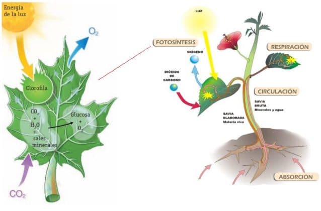Autótrofos; Qué organismos son, nutrición, clasificación, ejemplos