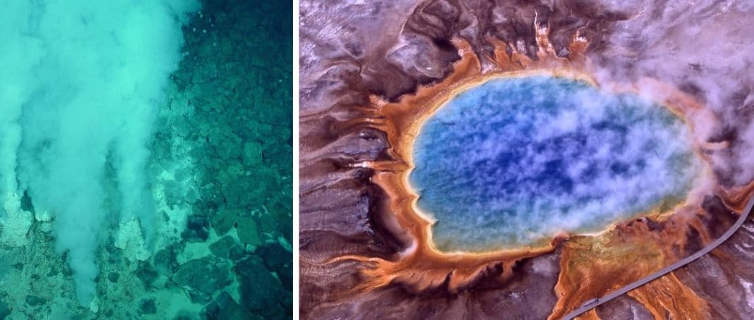 Autótrofos; Qué organismos son, nutrición, clasificación, ejemplos