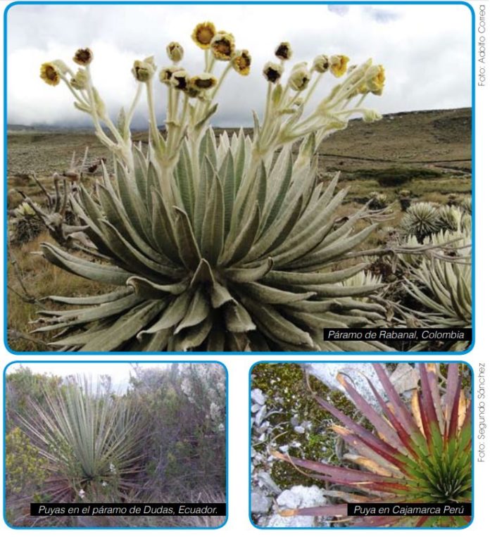 Páramo; Clima, flora, fauna y características | OVACEN