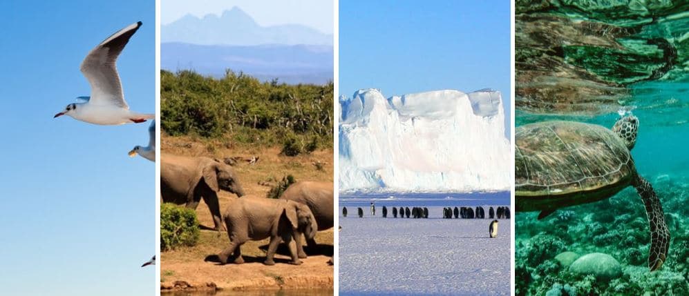 Reino animal o animalia: Qué es, clasificación, nutrición y ejemplos