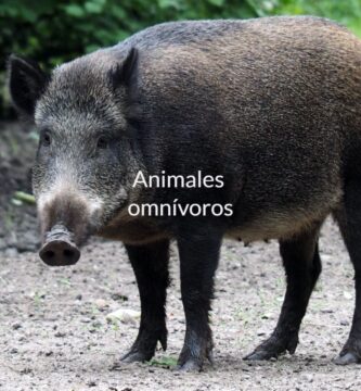 Animales omnívoros; Qué comen, tipos, características y ejemplos | OVACEN