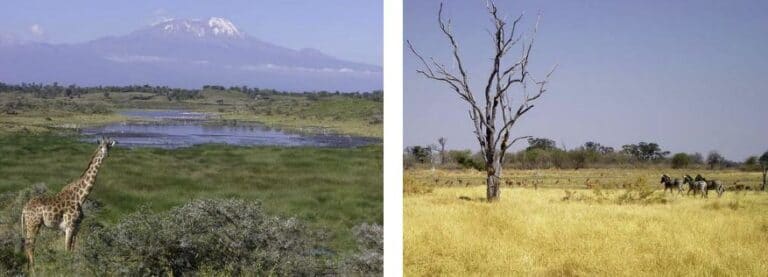 Sabana; Tipos, clima, flora, fauna y características | OVACEN