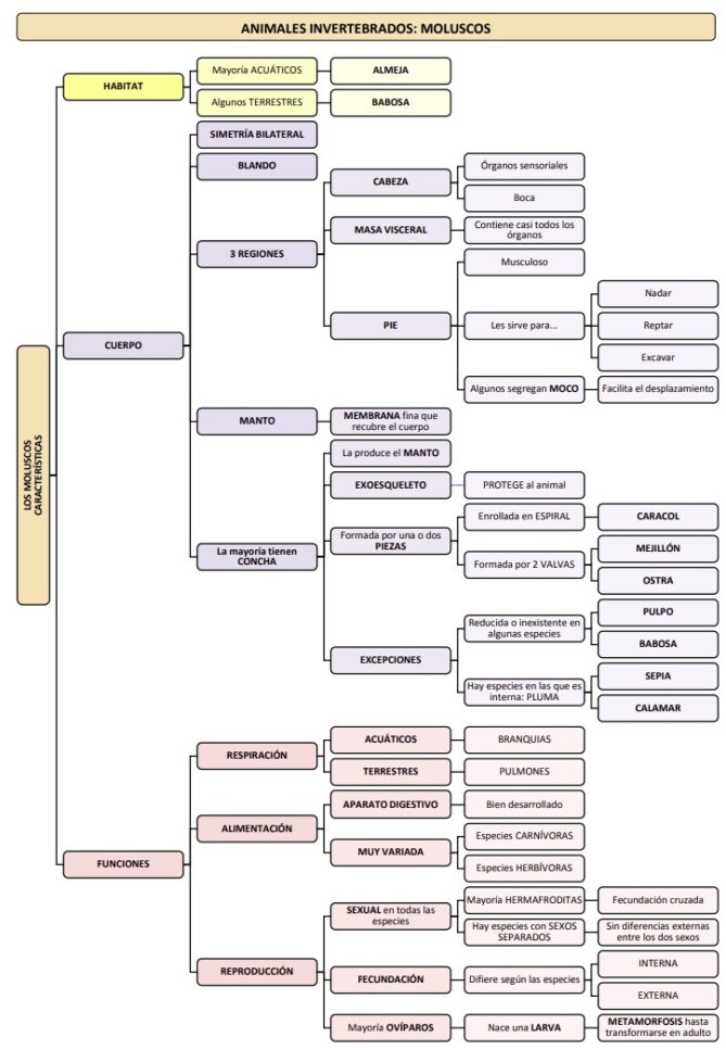 Animales invertebrados: Cuáles son, clasificación y ejemplos | OVACEN