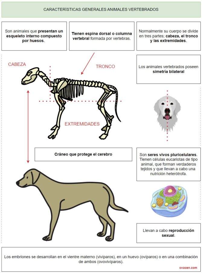 Animales Vertebrados Cuales Son Clasificacion Y Ejemplos Ovacen ... Animales Vertebrados Cuales Son Clasificacion Y Ejemplos Ovacen ...