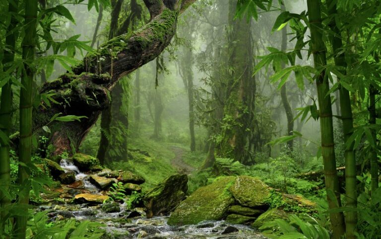 Selva; Tipos, fauna, flora y sus características | OVACEN